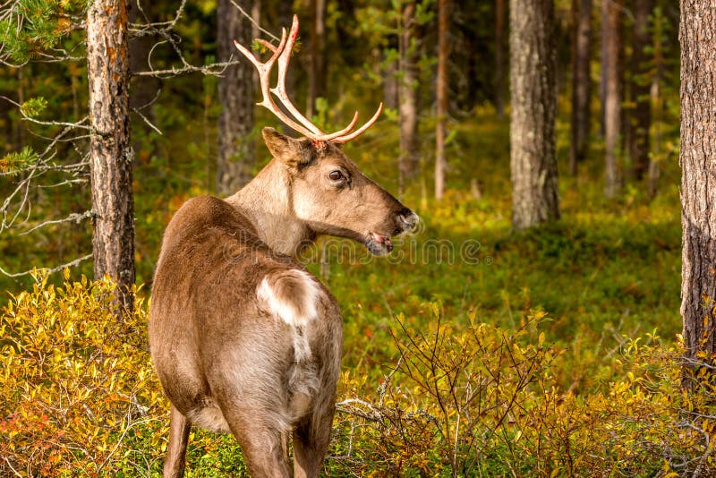 Reindeer in the Autumn Forest Stock Photo - Image of horns, autumn ...