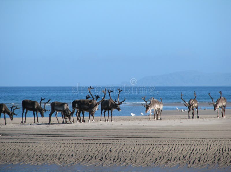 Reindeer on the beach stock image. Image of christmas - 3206135