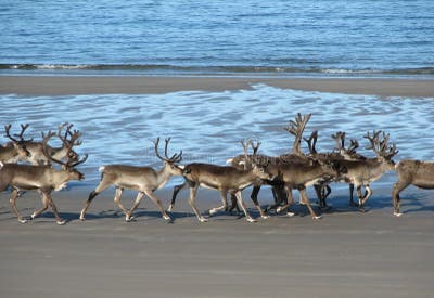 Reindeer on the beach stock image. Image of christmas - 3206135