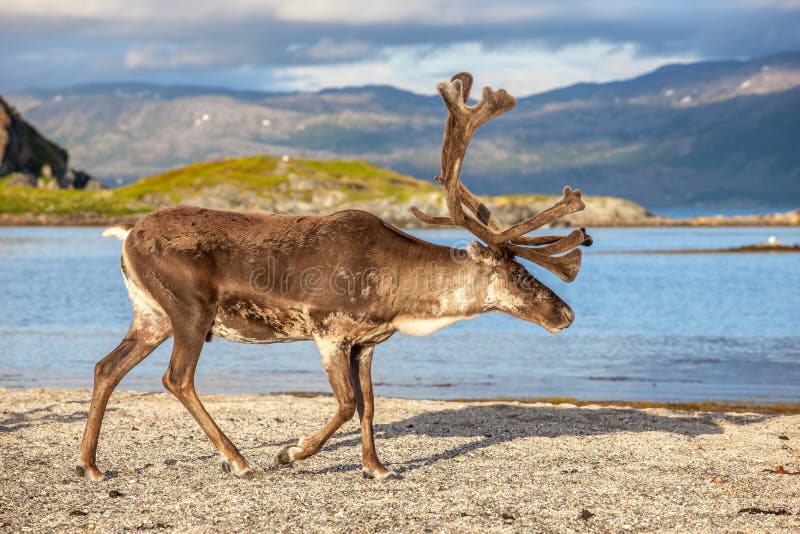 Reindeer on the beach stock image. Image of christmas - 3206135