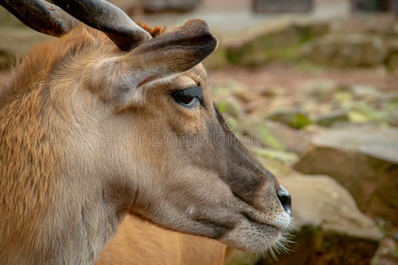 The reindeer stock image. Image of sweet, tokyo, antelope - 241361707