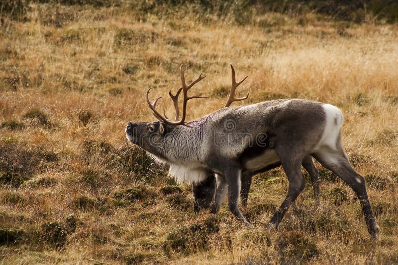 Reindeer Bull Running on a Field in Finnish Lapland Stock Photo - Image ...