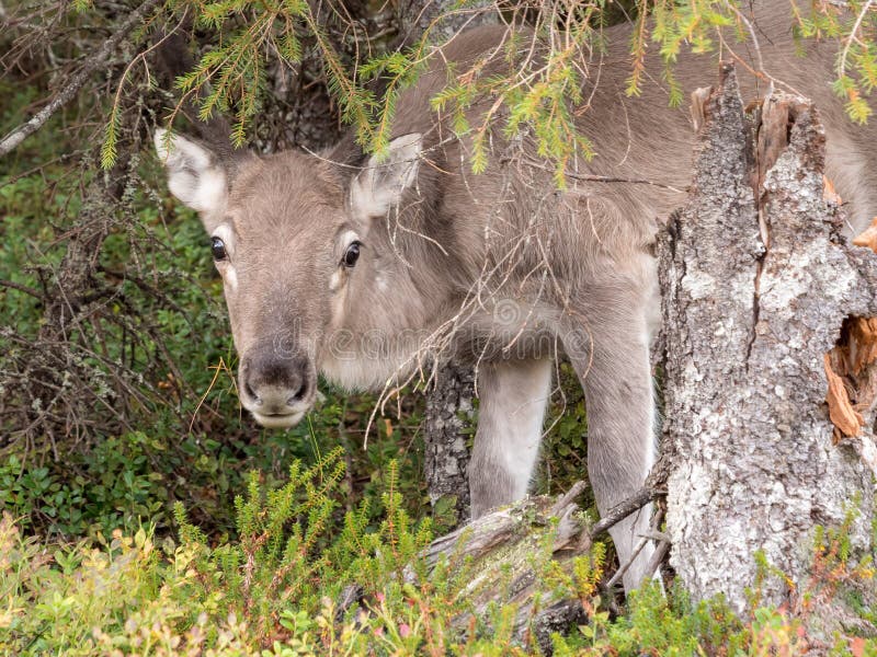 Reindeer calf stock image. Image of reindeer, tree, forest - 269643153