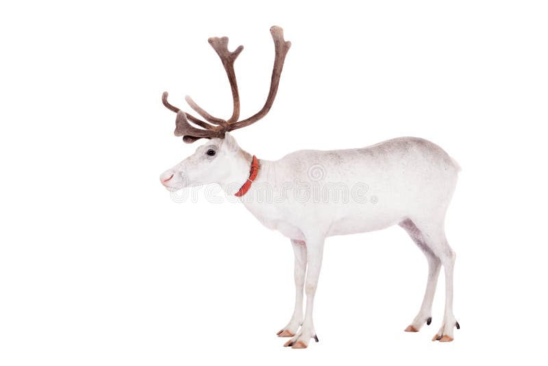 Reindeer, Side View, Looking at the Camera Stock Photo - Image of young ...