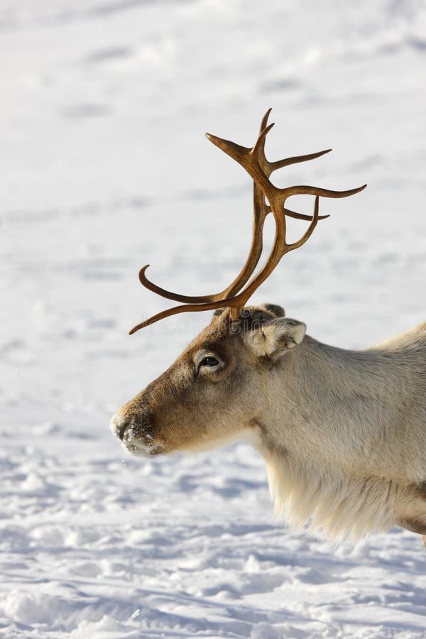 Reindeer close up stock photo. Image of buck, habitat - 64480920