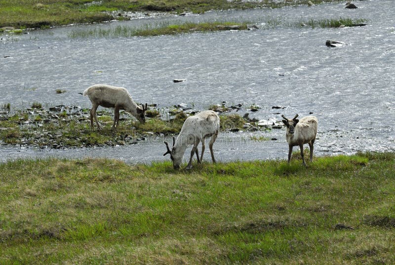 Reindeer Does stock photo. Image of water, wild, reindeer - 74727810