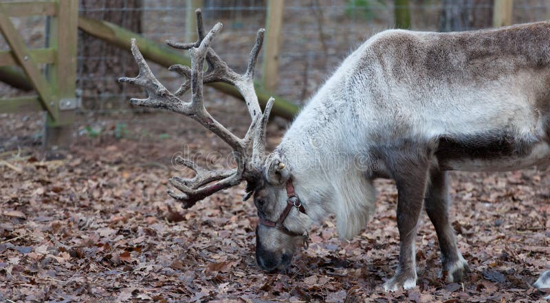 Reindeer antlers stock photo. Image of winter, antlers - 28123298