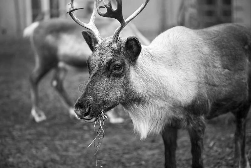 Reindeer eating stock image. Image of nature, lapland - 88668165