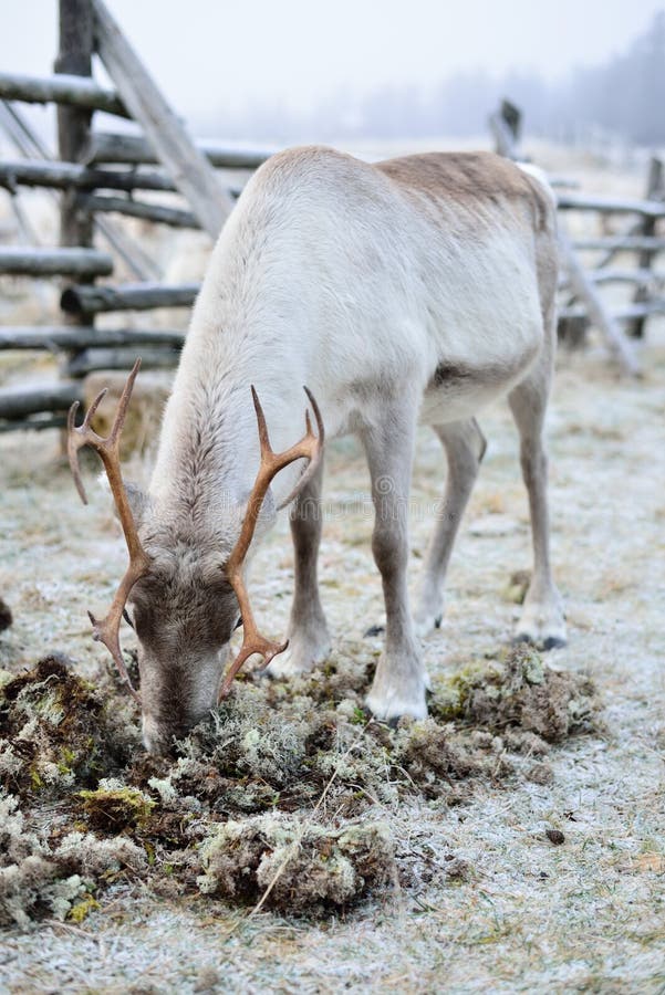 Reindeer Eating Grass stock image. Image of wild, green - 103225