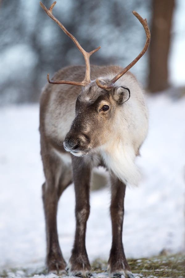 Reindeer Eats in a Winter Forest Stock Image - Image of north, brown ...