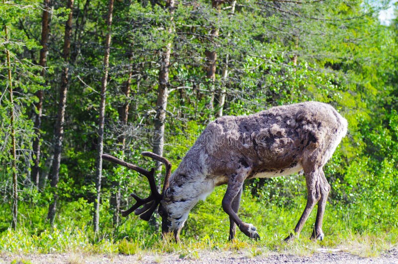 Reindeer Feeding Side of the Road Stock Photo - Image of away, natural ...