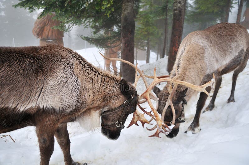 Reindeer fight stock photo. Image of caribou, vancouver - 22576192