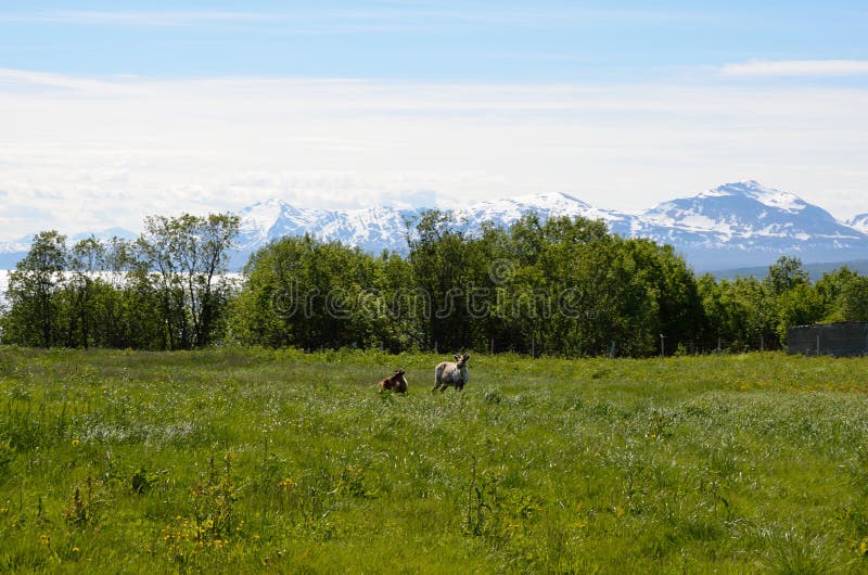 Reindeer Flock on Green Summer Pasture Stock Photo - Image of freedom ...