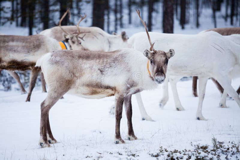 Reindeer Flock in the Wild at Winter Stock Photo - Image of forest ...