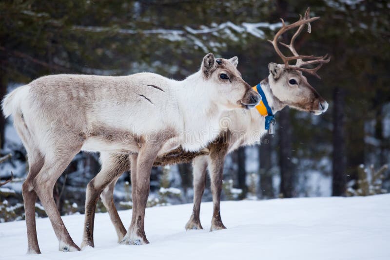 The reindeer in the wild stock photo. Image of ground - 277667970