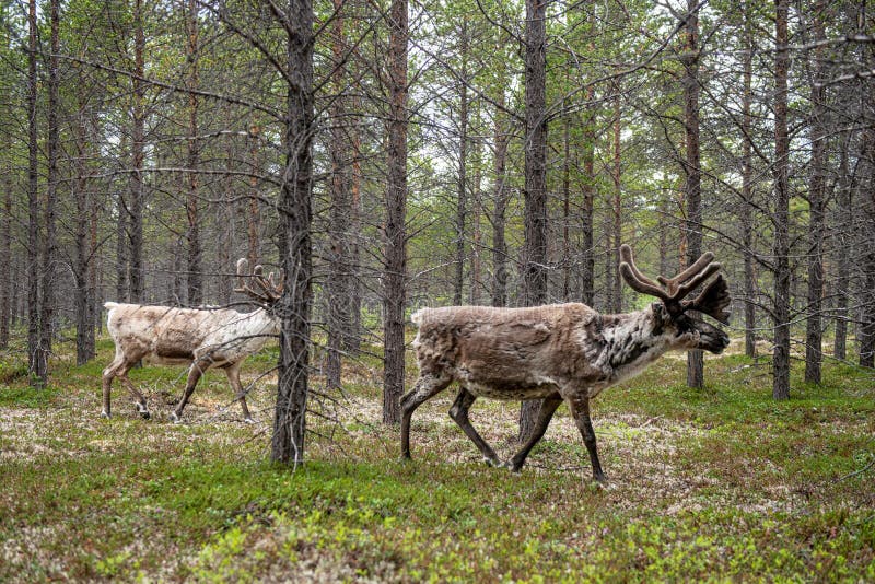 A Reindeer in the Forest, Lappland,Finland Stock Image - Image of ...