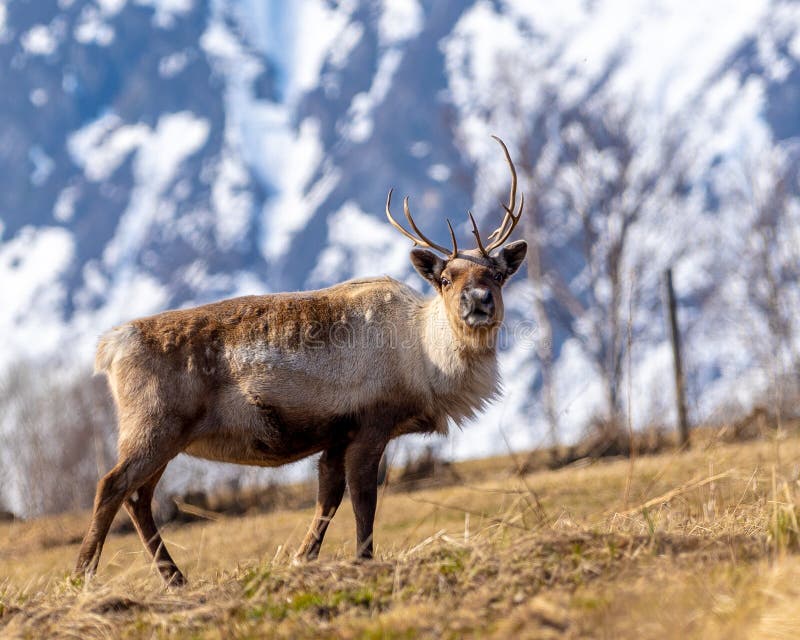 Reindeer in Front of Mountain Stock Photo - Image of alps, horns: 148014000