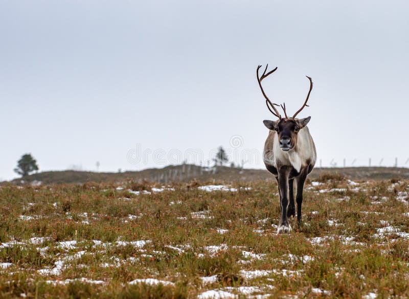 Reindeer Front View in the Wild. Stock Photo - Image of grass, front ...