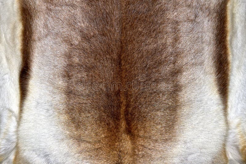 Reindeer fur texture stock photo. Image of warm, hide - 48795136