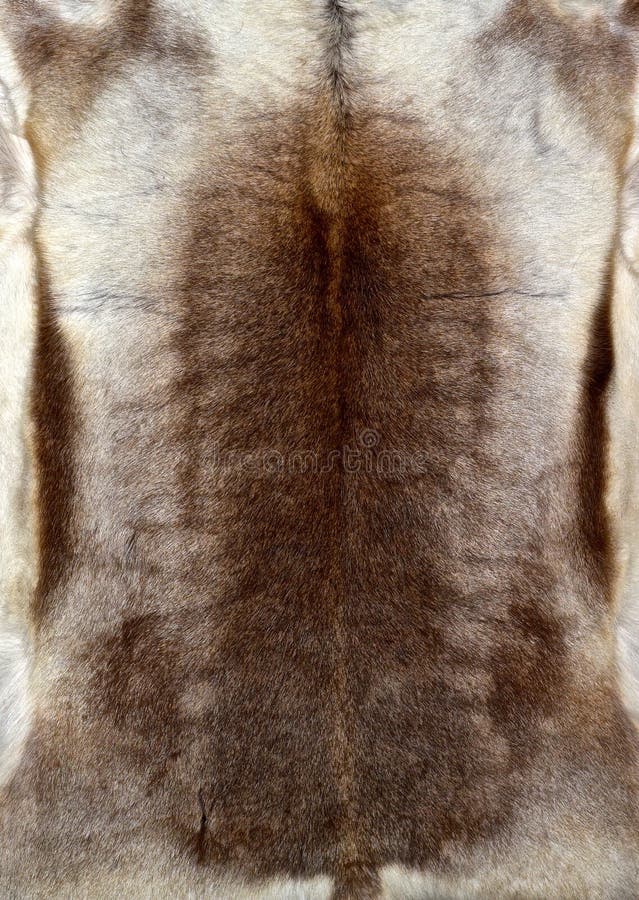 Reindeer fur texture stock image. Image of rangifer, arctic - 48795153