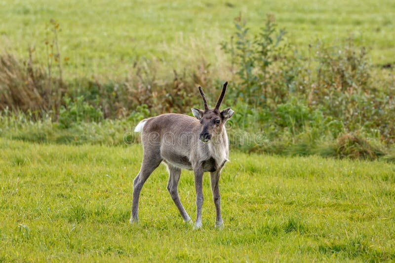 Reindeer on a green field stock photo. Image of green - 78216964