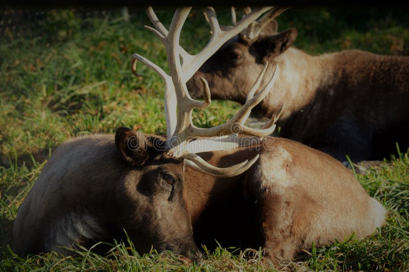 Reindeer stock image. Image of curled, black, brown, expression - 81922977