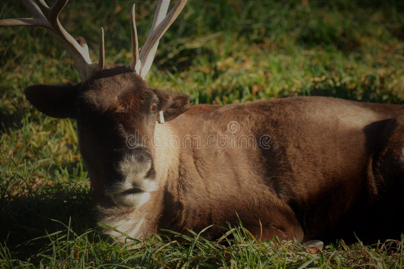Reindeer stock photo. Image of backdrop, explore, autumn - 81927156