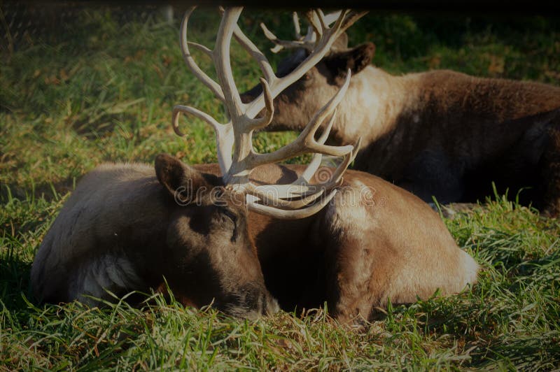 Reindeer stock image. Image of detail, eyes, alert, calm - 81928069