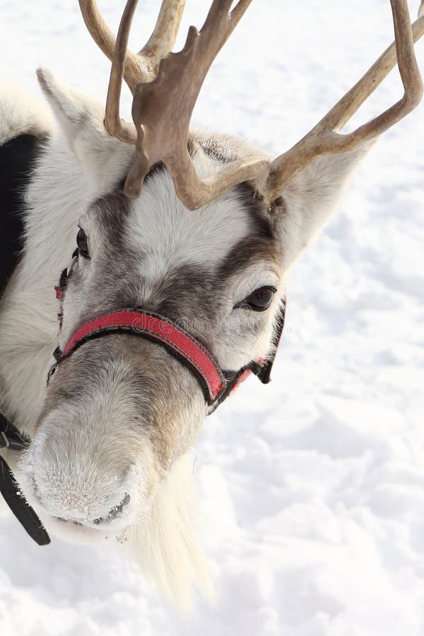 1,153 Reindeer Harness Stock Photos - Free & Royalty-Free Stock Photos ...