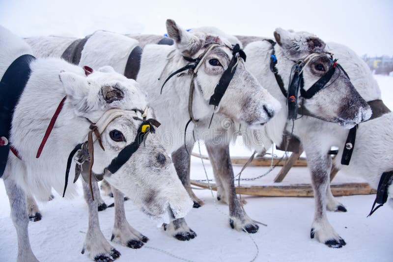 Reindeer in Harness, Close-up, after the Race Stock Photo - Image of ...