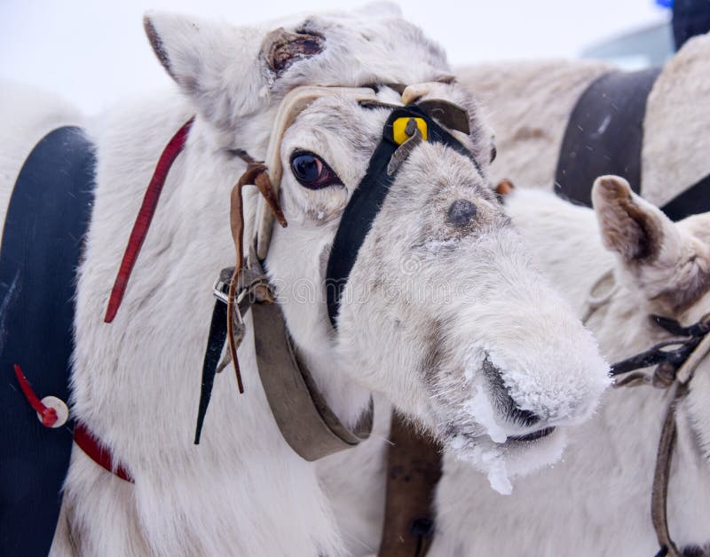 Reindeer in Harness Standing at a Sledge in the Snow Stock Photo ...