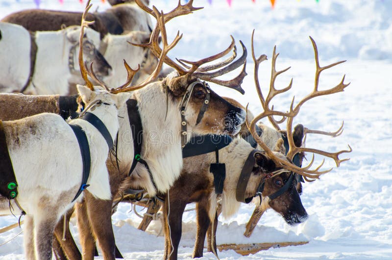 Reindeer in Harness, Close-up, after the Race Stock Photo - Image of ...