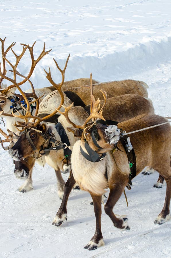 Reindeer in Harness, Close-up, after the Race Stock Photo - Image of ...