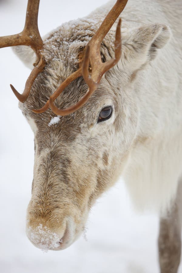 5,080 Reindeer Head Stock Photos - Free & Royalty-Free Stock Photos ...
