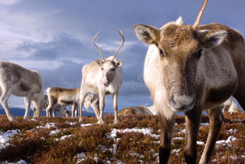 Reindeer herd in Scotland stock image. Image of scotland - 37683043