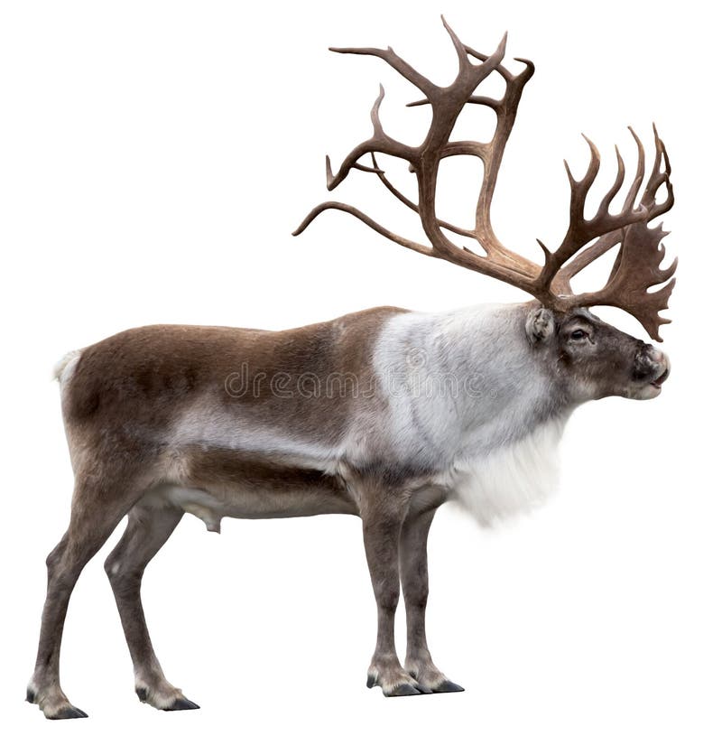 74,008 Reindeer Stock Photos - Free & Royalty-Free Stock Photos from ...