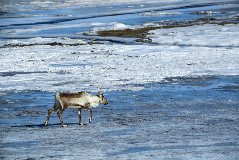 Reindeer in Iceland stock image. Image of ocean, mammal - 60339835