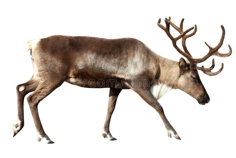 Reindeer. Isolated Over White Stock Photo - Image of deer, white: 28947466