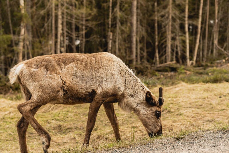 Reindeer in Its Natural Habitat Stock Photo - Image of fauna, nature ...