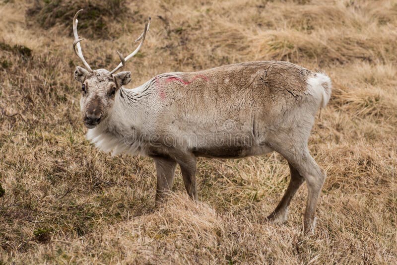 Reindeer in Lapland in Norway Stock Image - Image of rangifer, norway ...
