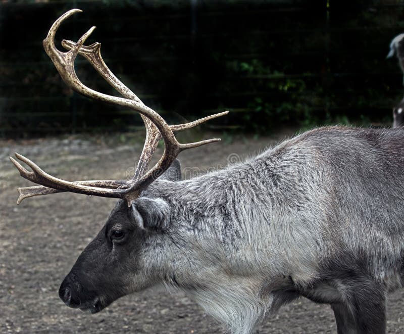 Reindeer 6 stock image. Image of creature, hoof, ruminant - 82542443
