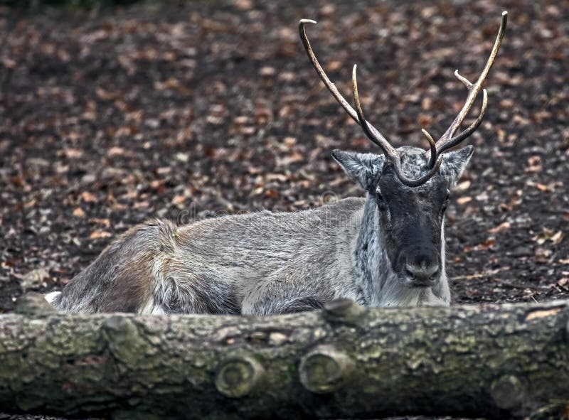 Reindeer 9 stock image. Image of species, ruminant, ecology - 88445297