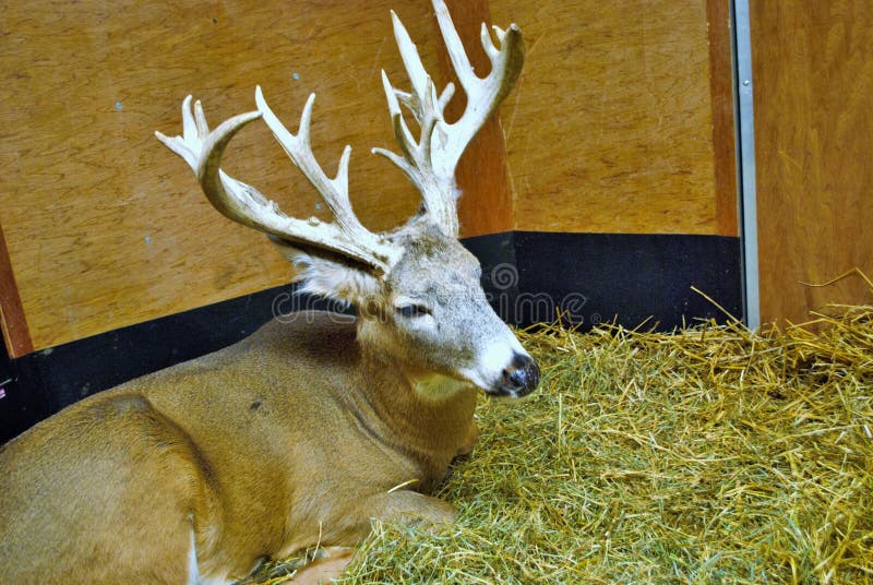 Reindeer Laying in the Hay at a Christmas Carnival Stock Photo - Image ...