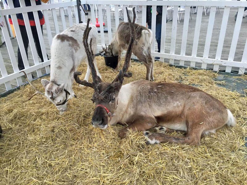 Reindeer stock image. Image of laying, enclosure, beautiful - 134514221