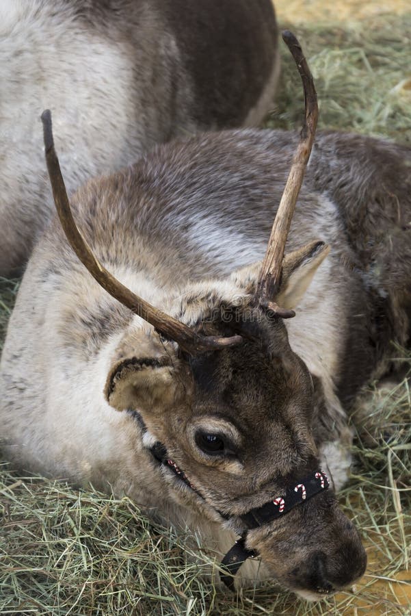 Reindeer Laying in a Pile of Hay. Stock Photo - Image of reindeer ...