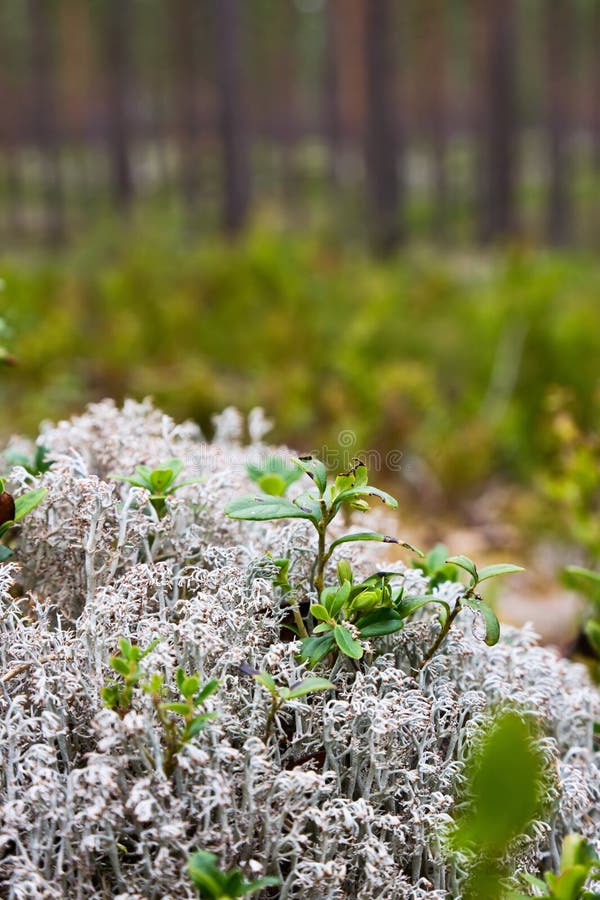 Reindeer lichen stock image. Image of cladonia, evergreen - 11688693