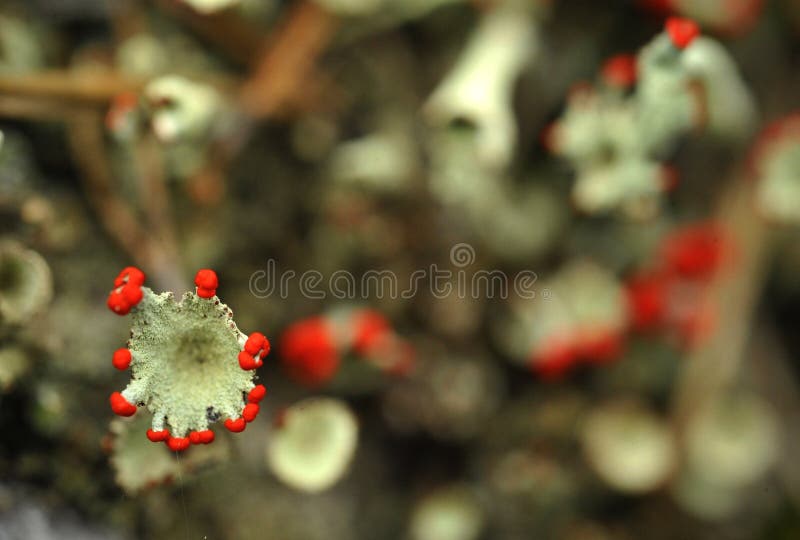 Reindeer lichen stock image. Image of caribou, fungus - 39705443