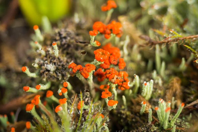 Reindeer Lichen Flower Close Up. Stock Photo - Image of lichen, botany ...