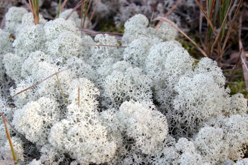 Reindeer Lichen, Reindeer Moss Close Up, Cladonia Rangiferina(Cladina ...