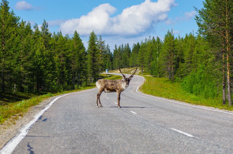 Reindeer on main road stock image. Image of animal, moving - 98688609